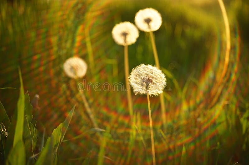 Fluffy Dandelion Flowers Grow in Green Grass at Spring Evening Stock ...