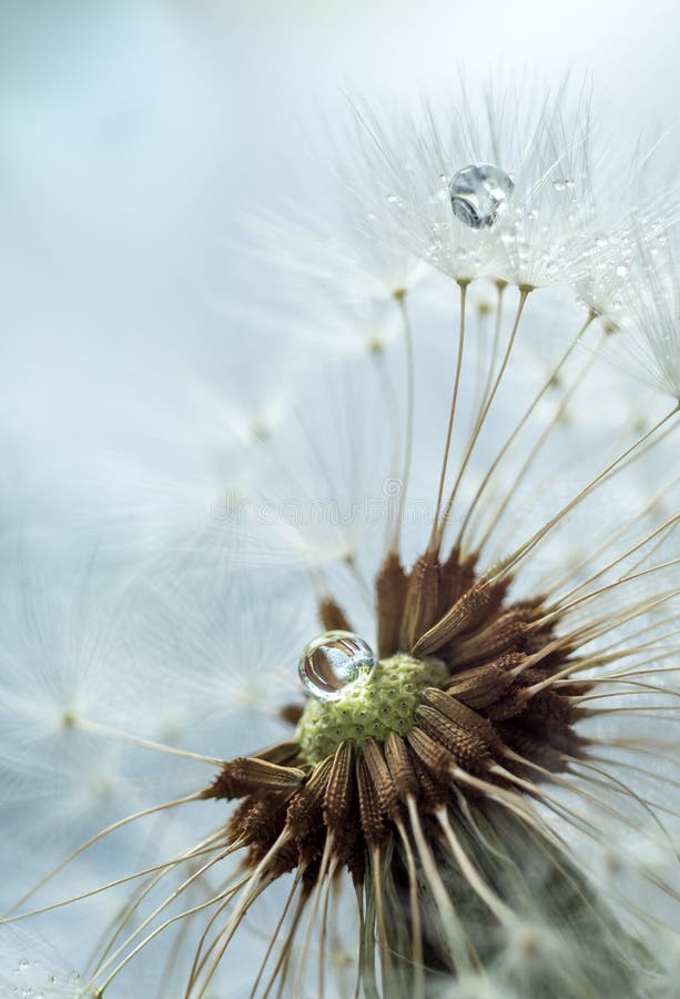 Fluffy dandelion stock image. Image of drops, tuft, dandelion - 118245593
