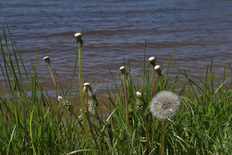 Persistent dandelion. stock image. Image of pond, spring - 247719519
