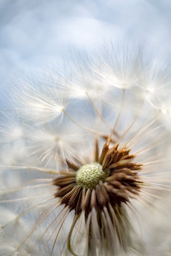 Fluffy Dandelion Picture. Image: 118245575