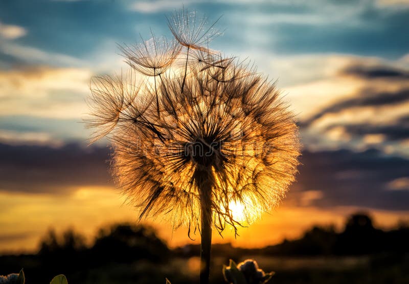 Fluffy dandelion at sunset stock photo. Image of orange - 244993222