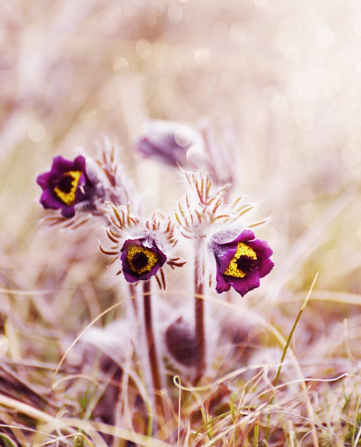Fluffy Delicate Flowers of Sleep-grass in Early Spring in Drops of Dew ...