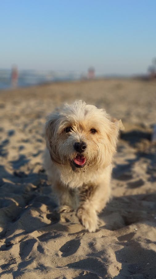 Fluffy with Dog at the Beach Portrait Stock Photo - Image of portrait ...