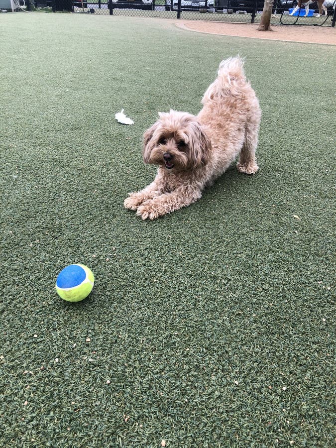 Fluffy dog with ball stock image. Image of fluffy, blue - 251083325