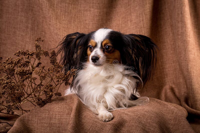 Fluffy Dog Breed Papillon on Brown Drape Stock Image - Image of ...