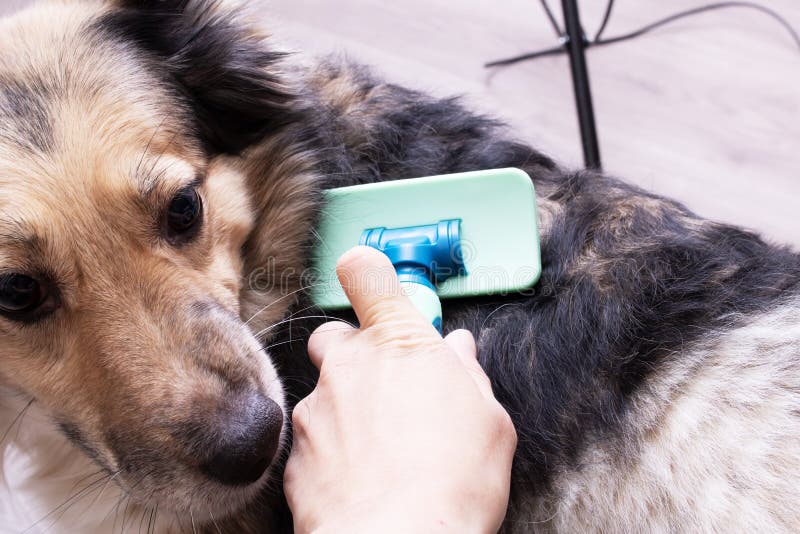 Fluffy Dog Combed Out with a Slicker Stock Image - Image of beautiful ...