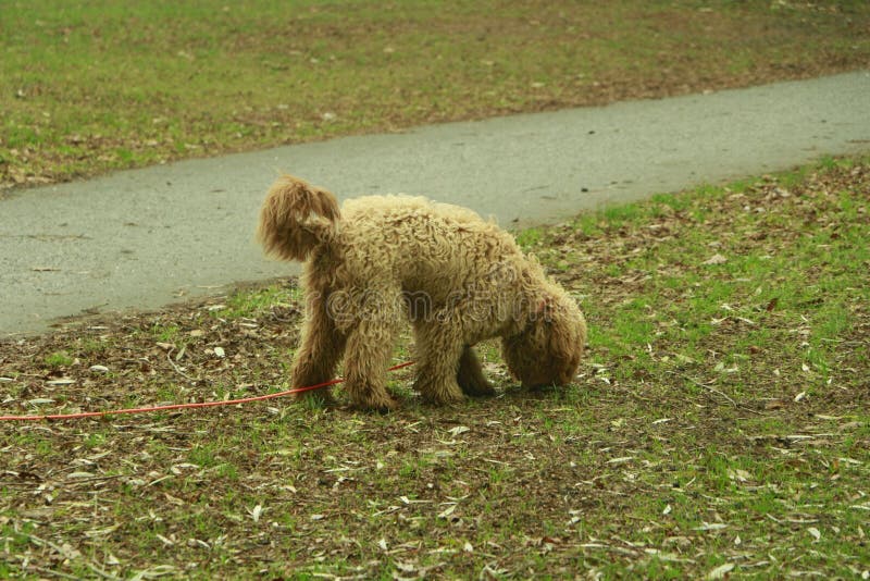 Fluffy Dog on a Leash in a Park. Stock Image - Image of park, outside ...