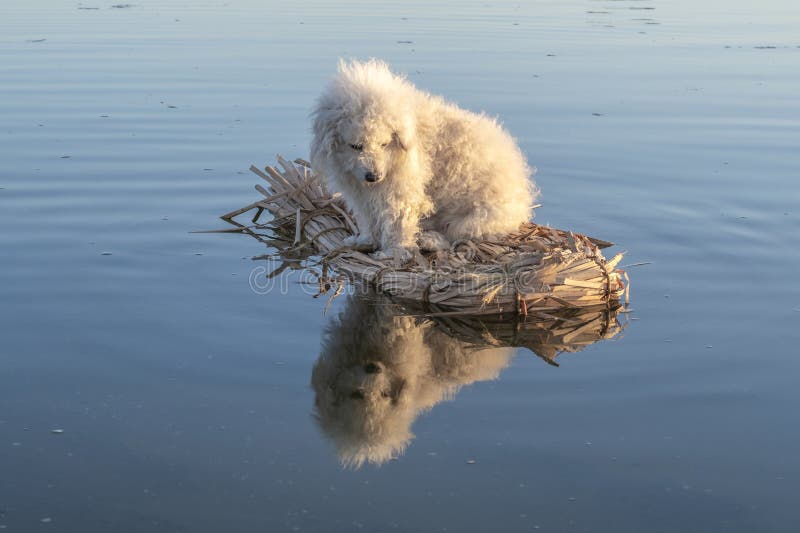 Fluffy Dog Seeing His Reflection Stock Image - Image of canine ...