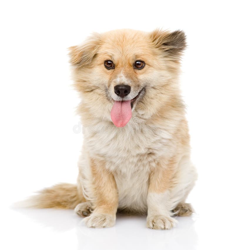 Fluffy Dog Sitting in Front. Looking at Camera Stock Image - Image of ...