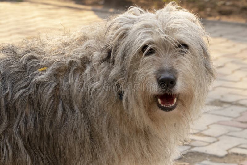 Fluffy dog smiling stock photo. Image of sunnyday, backyard - 147789426