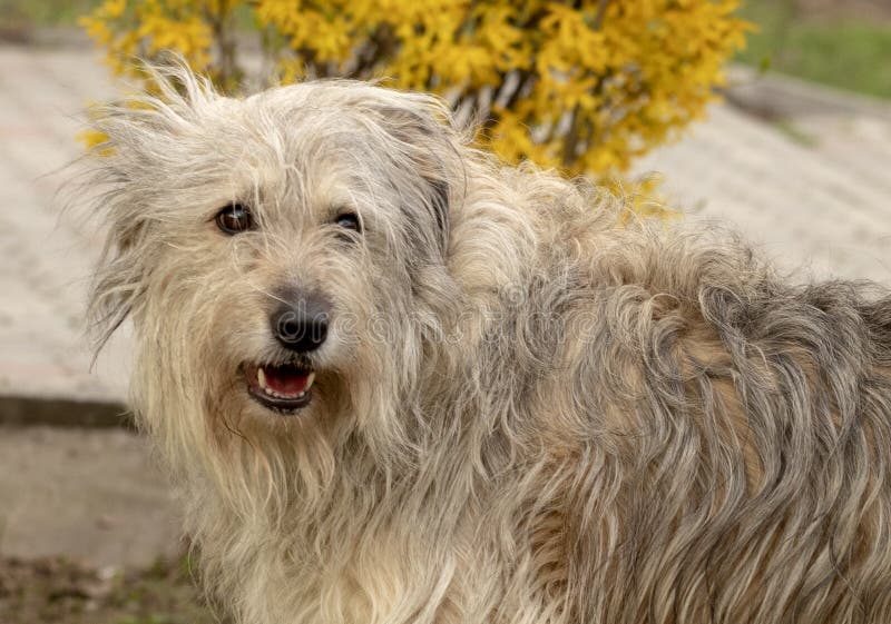 Fluffy dog smiling stock image. Image of longhair, sunny - 147789435