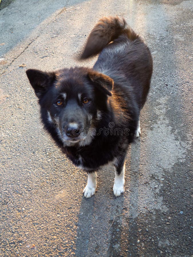 Fluffy Dog in the Yard. the Dog Looks into the Camera Stock Photo ...