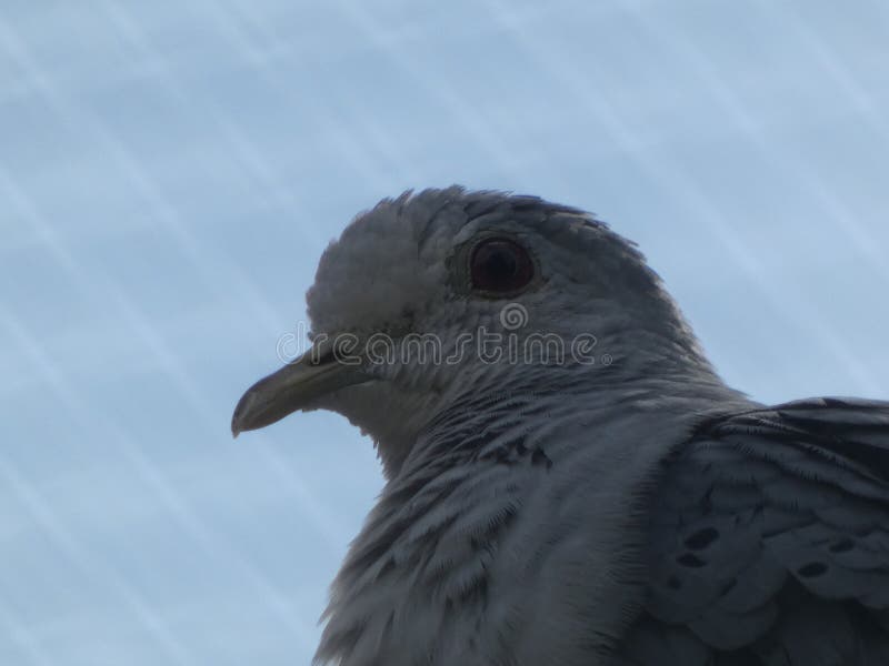 A fluffy dove stock photo. Image of lovely, doves, bird - 296074116