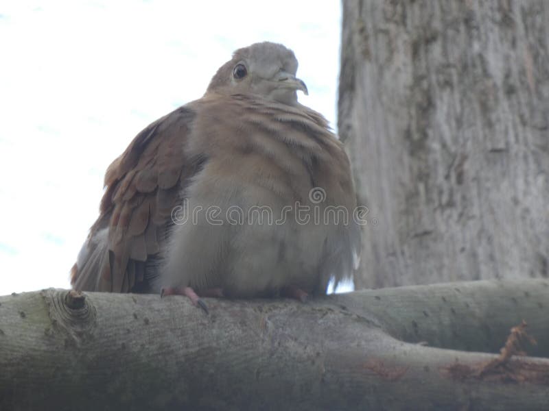 A fluffy dove stock image. Image of lovely, fluffy, dove - 296074121
