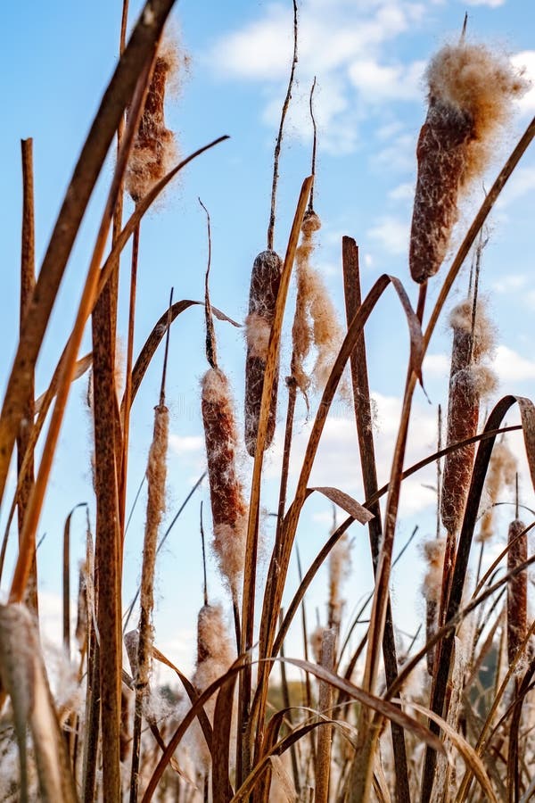 Fluffy dried cattail stock image. Image of bulrush, background - 91841213
