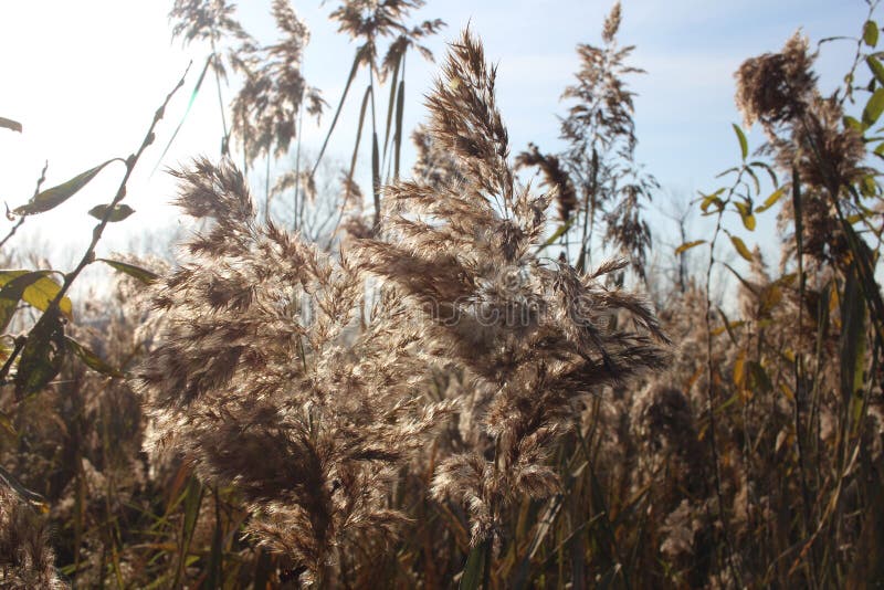 Fluffy Dry Plants Grass in Autumn with Leaves Stock Photo - Image of ...