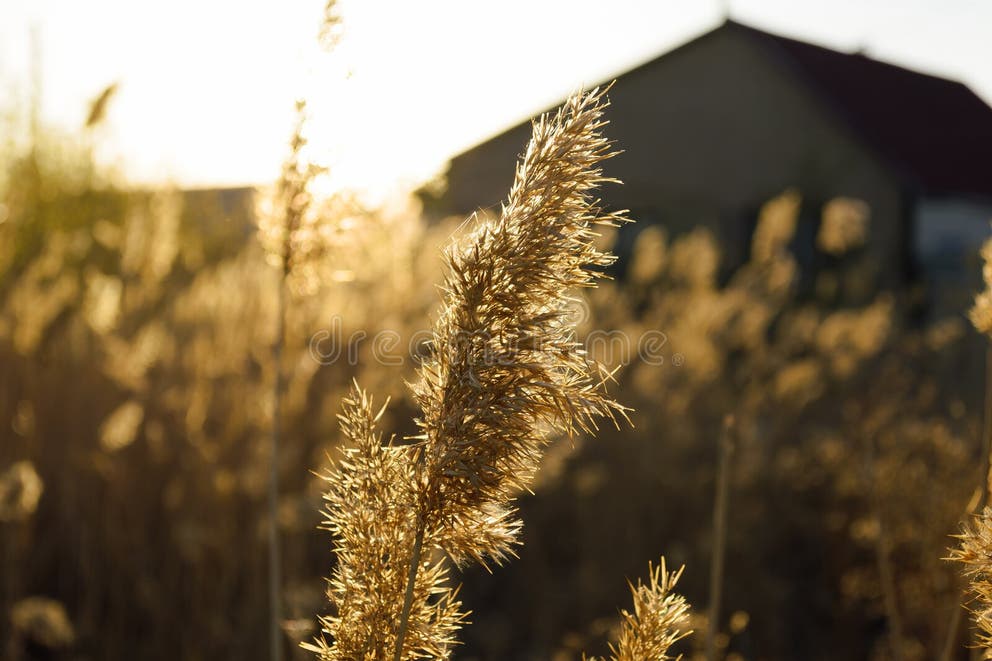 Fluffy Dry Reeds Under the Rays of the Sun at Sunset Stock Image ...