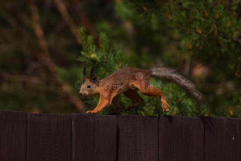 Fluffy Eared Squirrel Running on the Fence and Pine Tree Stock Image ...