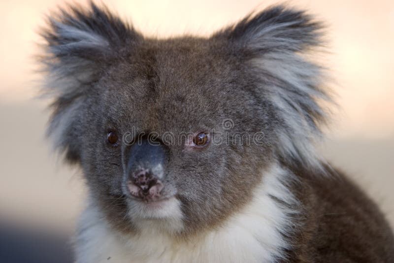 Fluffy ears stock image. Image of icon, feeding, cuddly - 9678205