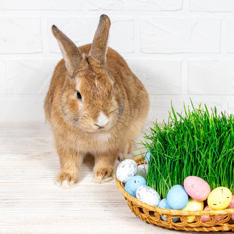 Fluffy Easter Bunny with a Basket of Painted Easter Eggs and Green ...