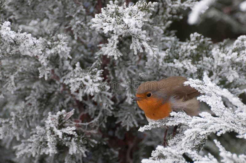 Fluffy European Robin Hiding in the Bushes Looking at the Camera Stock ...