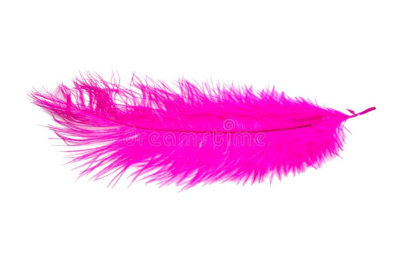 Pink feather stock photo. Image of natural, pink, close - 8008894