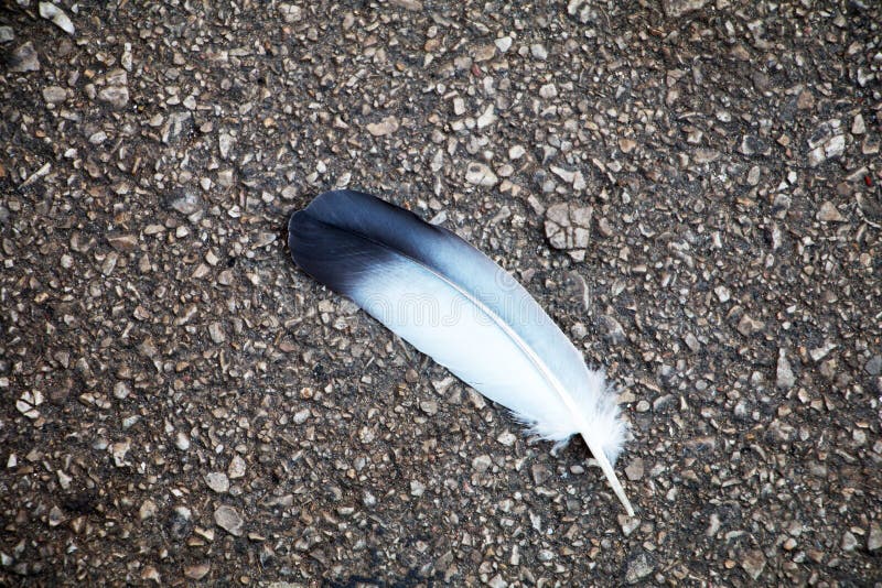 Feather on Pavement stock image. Image of white, walkway - 7124137