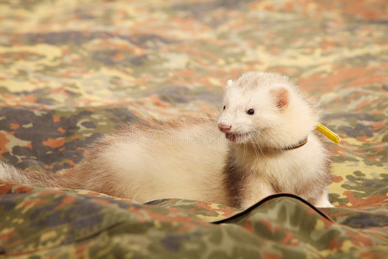 Fluffy Dew Ferret on White Background Posing for Portrait in Studio ...
