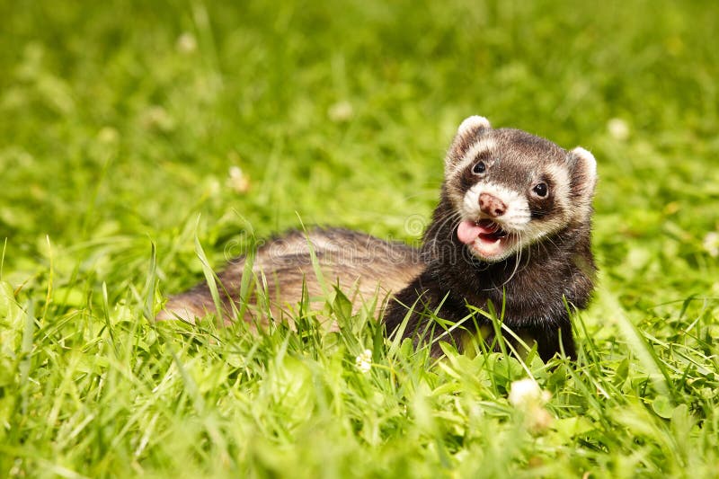 Fluffy Ferret Relaxing in Summer Day in Grass Stock Image - Image of ...