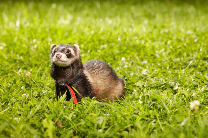 Fluffy Ferret Relaxing in Summer Day in Grass Stock Photo - Image of ...