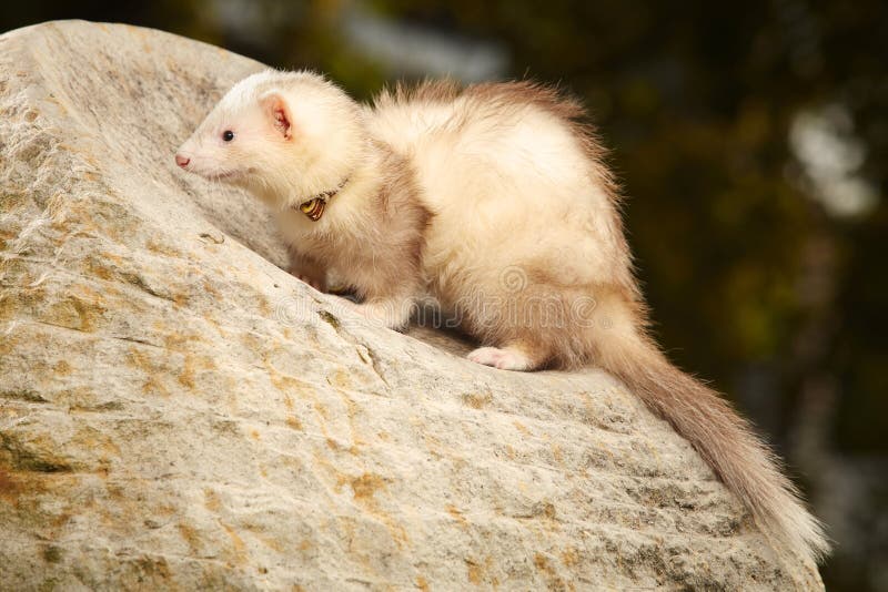 Fluffy Ferret on Sand Stone Rock Stock Photo - Image of natural, mammal ...