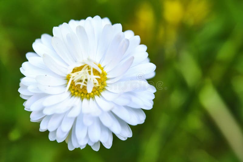 Fluffy Field Daisy Close-up Macro Color General Plan Stock Photo ...