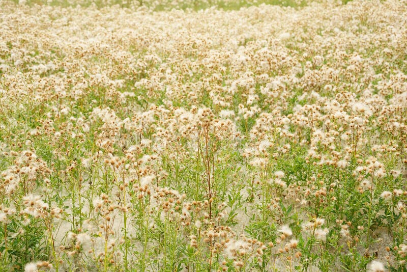 Fluffy field stock photo. Image of dandelion, nature - 58466838