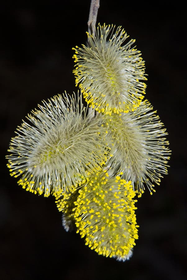 Fluffy flower stock photo. Image of close, bloom, exotic - 14328114