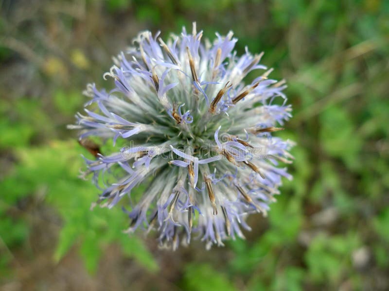 Fluffy Flower in Makri Shooting Stock Photo - Image of greenery, food ...