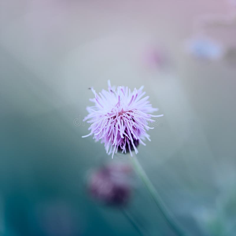 Fluffy Flower stock photo. Image of colors, garden, abstract - 56354606