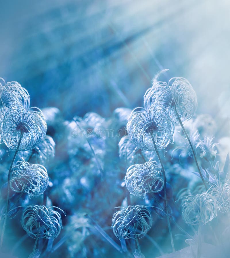 Fluffy Flower - Softness Flower Lit by Sun Rays Stock Image - Image of ...