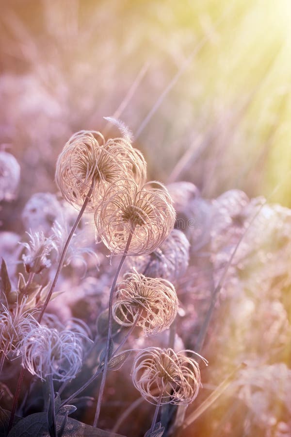 Softness Flowers - Fluffy Flowers Stock Photo - Image of flower ...