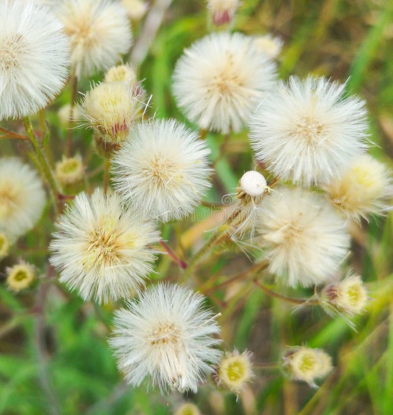 Fluffy Flowers on a Herbaceous Plant Stock Photo - Image of wildflowers ...