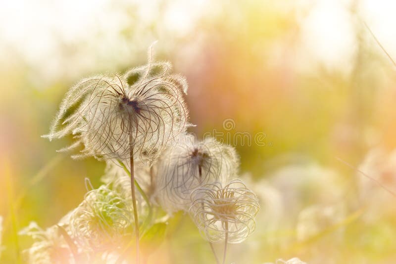 Fluffy flowers - seeds stock image. Image of meadow, environment - 48506827
