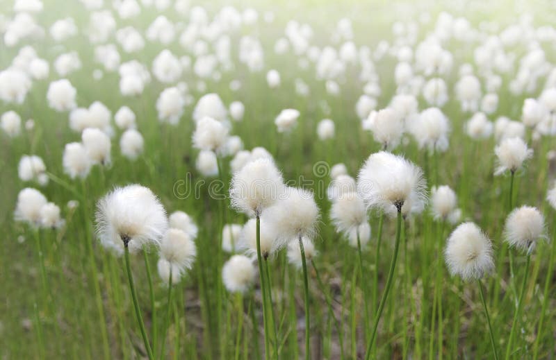 Fluffy flowers stock photo. Image of blurred, view, cotton - 42027006