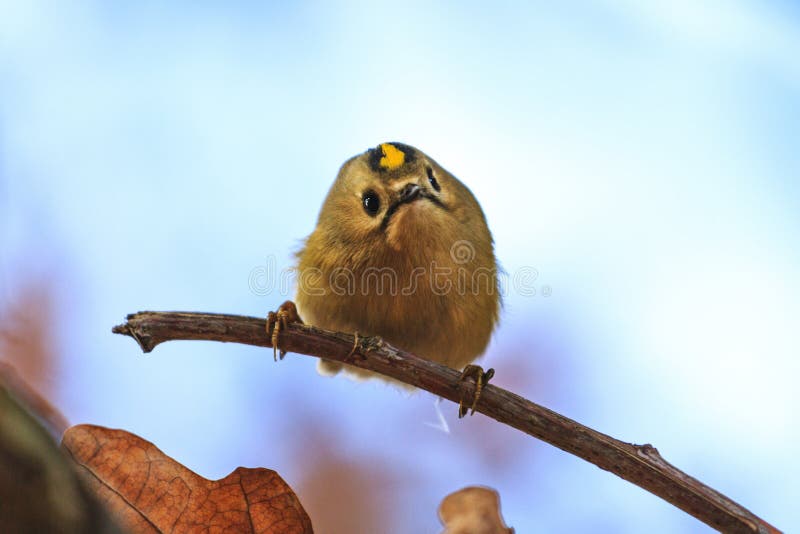 Fluffy Forest Bird with Cute Muzzle Stock Photo - Image of multicolored ...