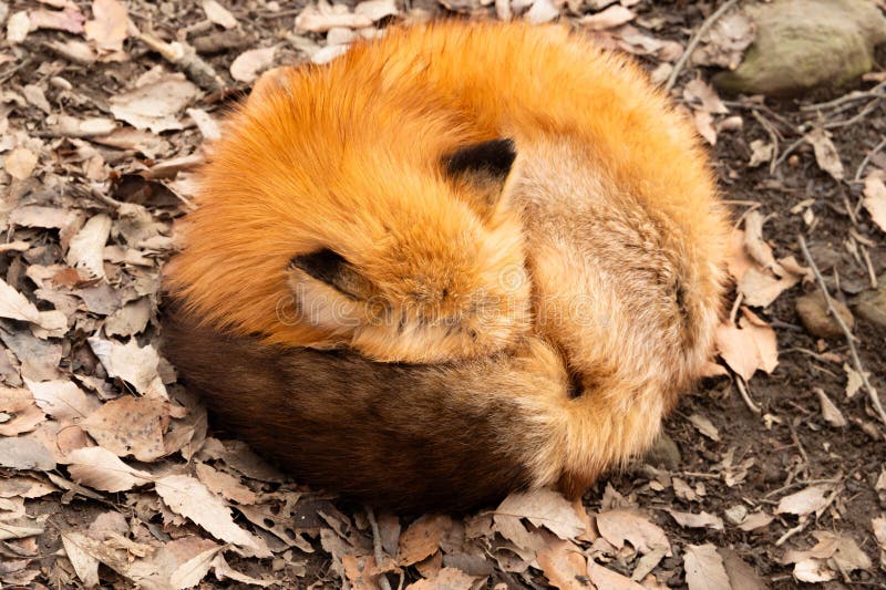 Fluffy Fox Curling Up on Ground with Dried Leaves Stock Image - Image ...
