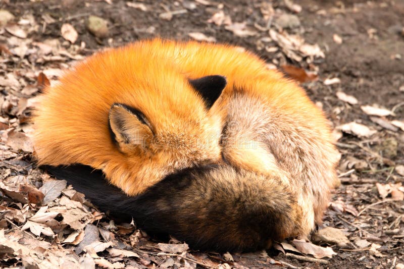 Fluffy Fox Curling Up on Ground with Dried Leaves Stock Photo - Image ...
