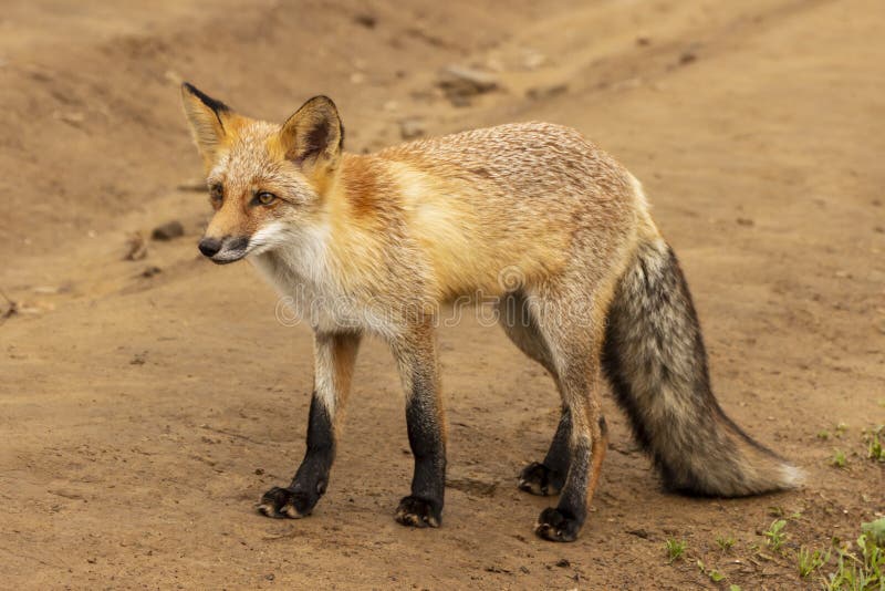 A Fluffy Fox Standing on a Rural Road Stock Photo - Image of predator ...