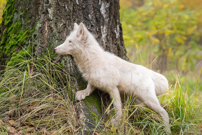 Fluffy Fox in a Tree. White Color Stock Photo - Image of predator, milk ...