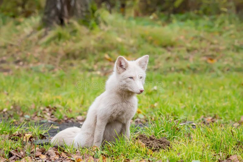 Fluffy Fox in White. Hunts in the Field Stock Image - Image of wildlife ...