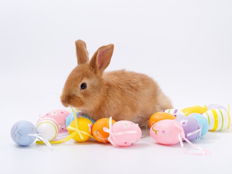 Easter Bunny Beautiful Eggs on White Background Stock Image - Image of ...