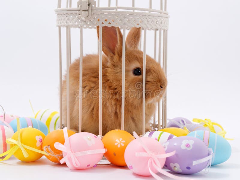 Easter Bunny Beautiful Eggs on White Background Stock Photo - Image of ...