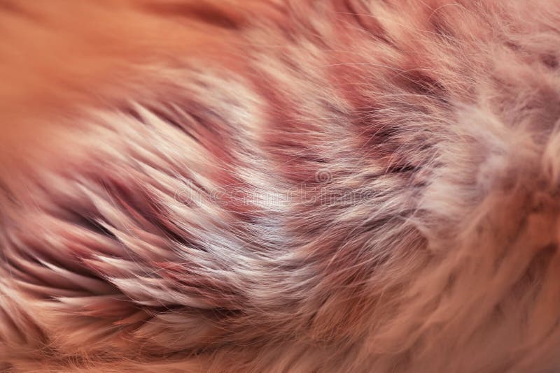 548 Mottled Fur Cat Stock Photos - Free & Royalty-Free Stock Photos ...